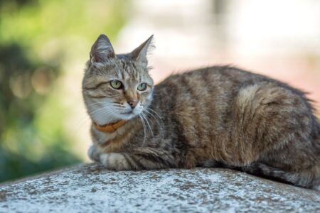 Why Do Cats Loaf? Types, Meanings, and FAQs (With Pictures)