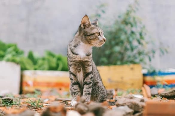 13 Amazing Facts About Grey Tabby Cats (With Pictures & FAQ)