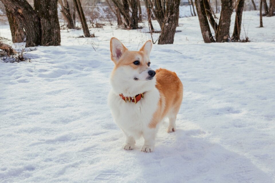 Do Corgis Have Tails? Why Do Some Corgis Have Long Tails?