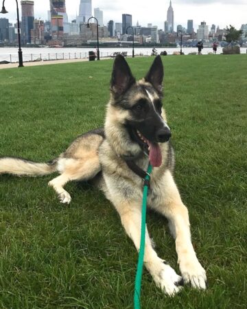 Coyote Shepherd (German Shepherd & Coyote Mix) Info, Facts, Pictures ...