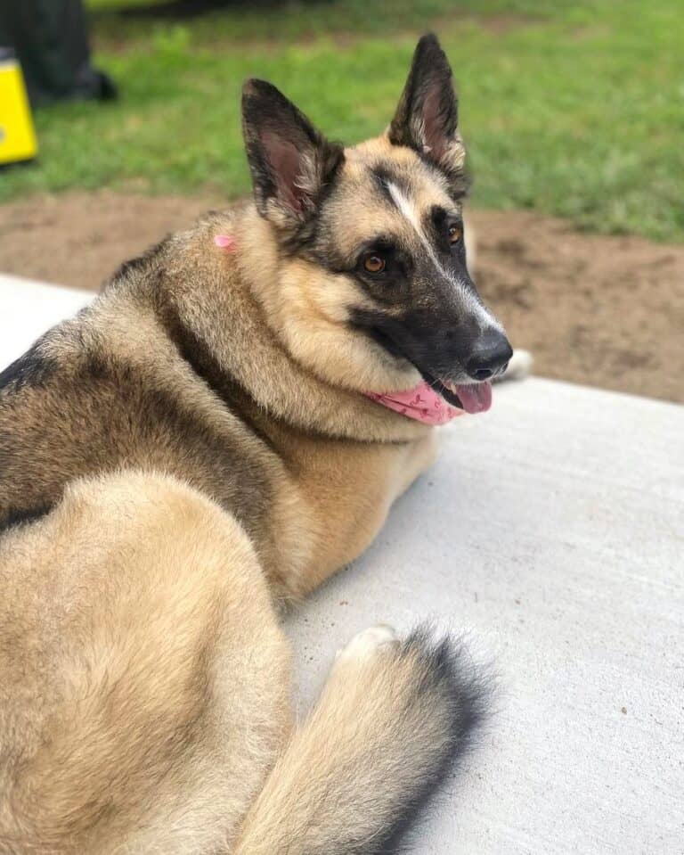 Coyote Shepherd (German Shepherd & Coyote Mix) Info, Facts, Pictures ...