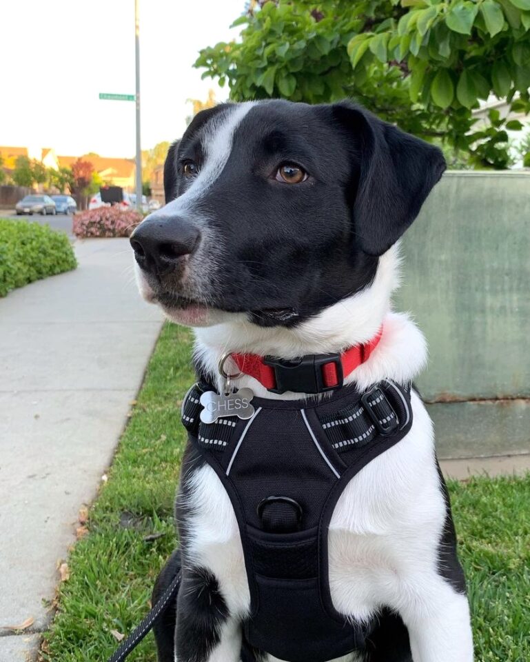Border Pit (Border Collie & Pitbull Mix) Info, Pictures, Facts, FAQs & More