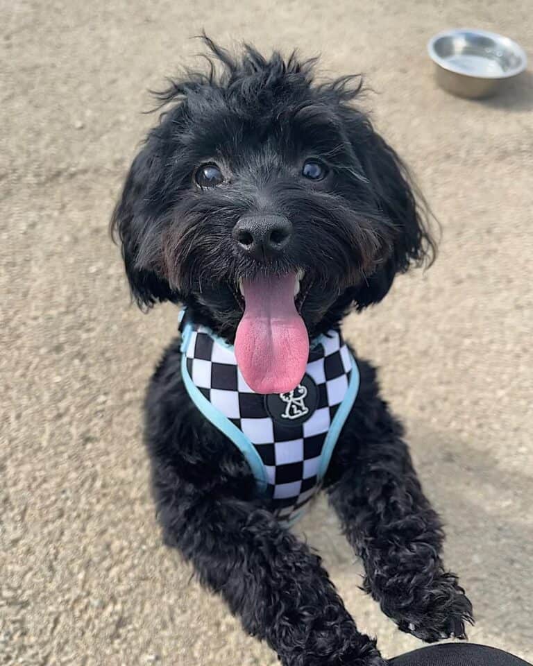 Black Maltese: The Ultimate Guide to This Lovable Black Canine