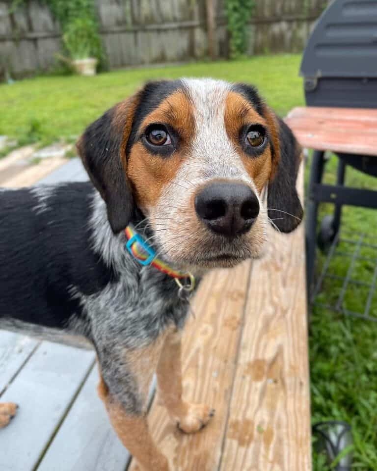 Blue Tick Beagle: A Guide to This Lesser-Known Beagle Color