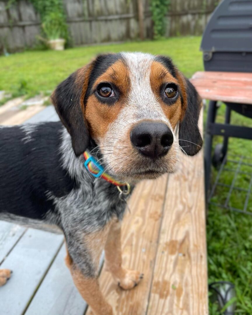 Blue Tick Beagle: A Guide to This Lesser-Known Beagle Color