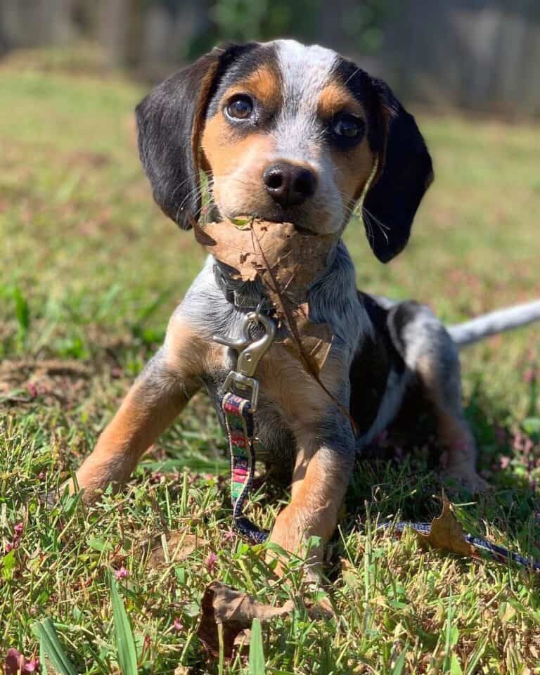 Blue Tick Beagle: A Guide to This Lesser-Known Beagle Color