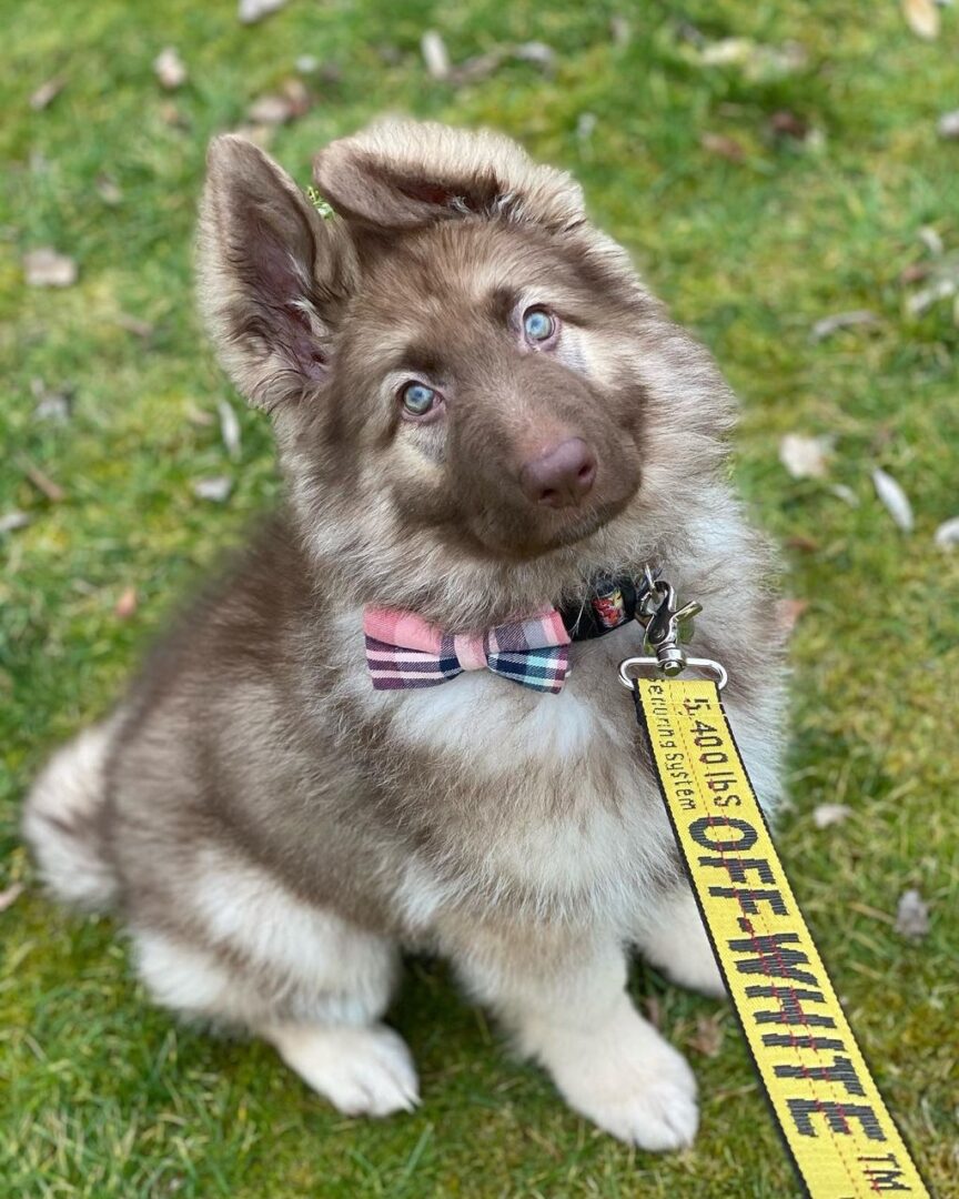 Liver German Shepherd: All You Need to Know About Liver GSDs