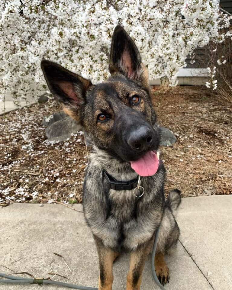 DDR German Shepherd: Everything About the East GSD & FAQs