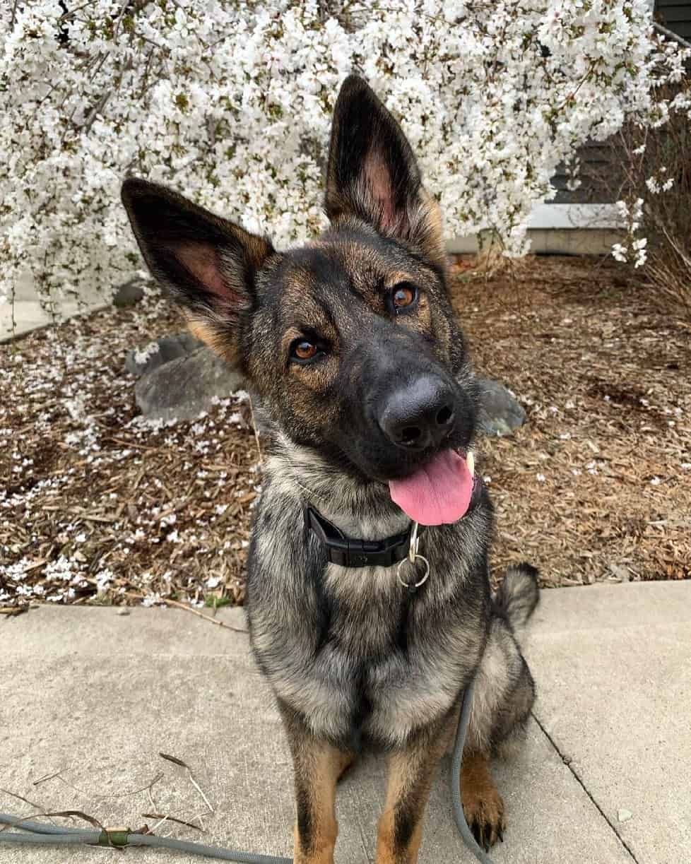 DDR German Shepherd: Everything About the East GSD & FAQs