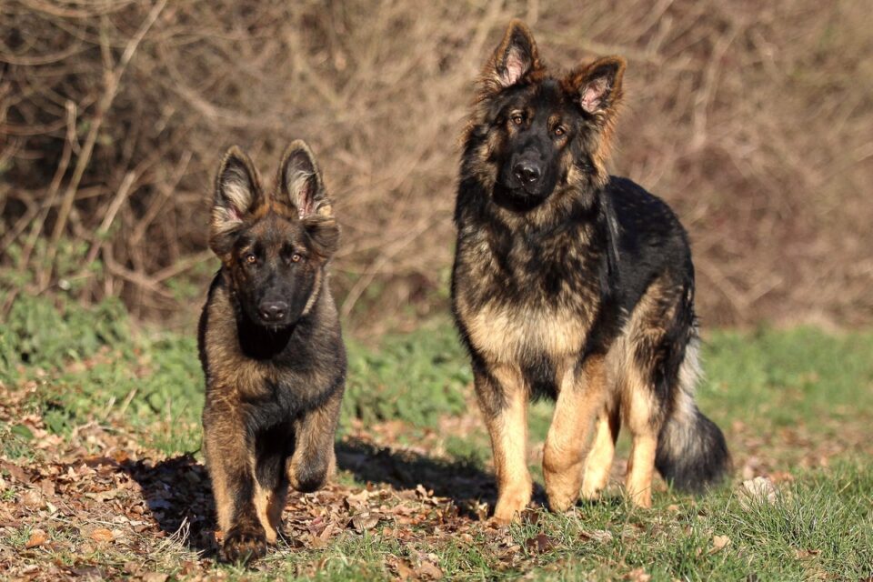 DDR German Shepherd: Everything About the East GSD & FAQs