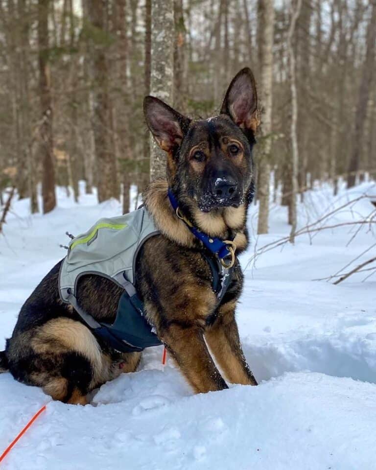 DDR German Shepherd: Everything About the East GSD & FAQs