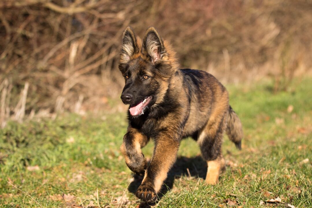 DDR German Shepherd: Everything About the East GSD & FAQs