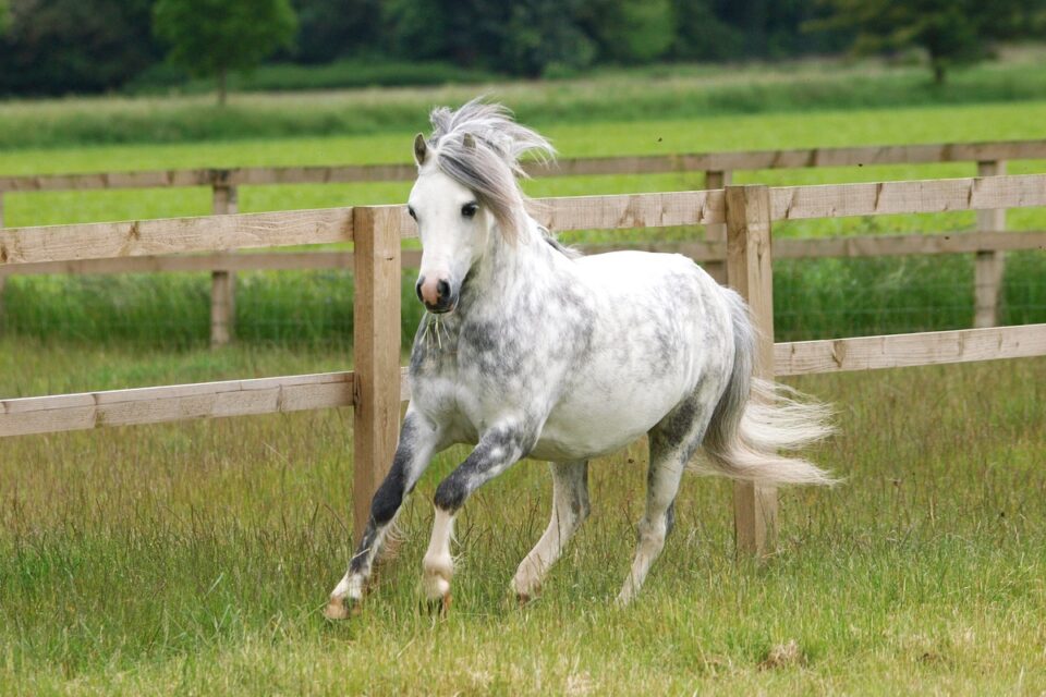 Dapple Grey Horse: Info, Pictures, Characteristics, and FAQs