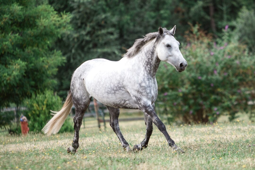Dapple Grey Horse: Info, Pictures, Characteristics, and FAQs