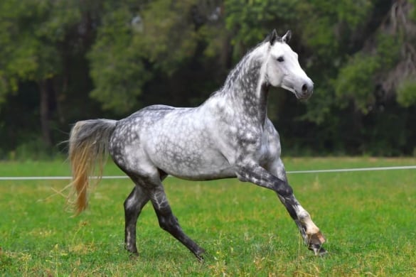 Dapple Grey Horse: Info, Pictures, Characteristics, and FAQs