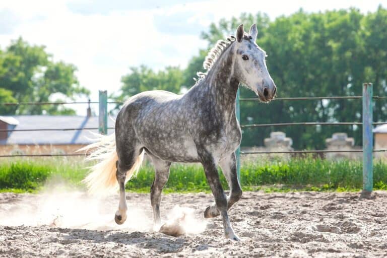 Dapple Grey Horse: Info, Pictures, Characteristics, and FAQs