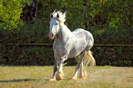 Dapple Grey Horse: Info, Pictures, Characteristics, and FAQs