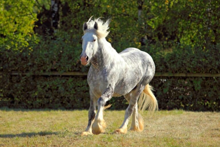 Dapple Grey Horse: Info, Pictures, Characteristics, and FAQs