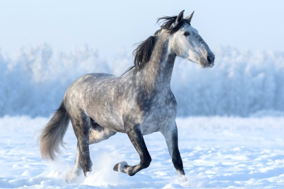 Dapple Grey Horse: Info, Pictures, Characteristics, and FAQs