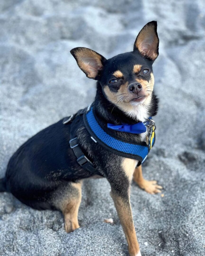Deer Legged Chihuahua: Facts About Long Legged Chihuahuas