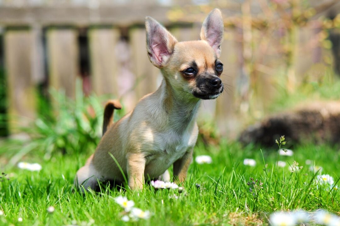 Deer Legged Chihuahua: Facts About Long Legged Chihuahuas