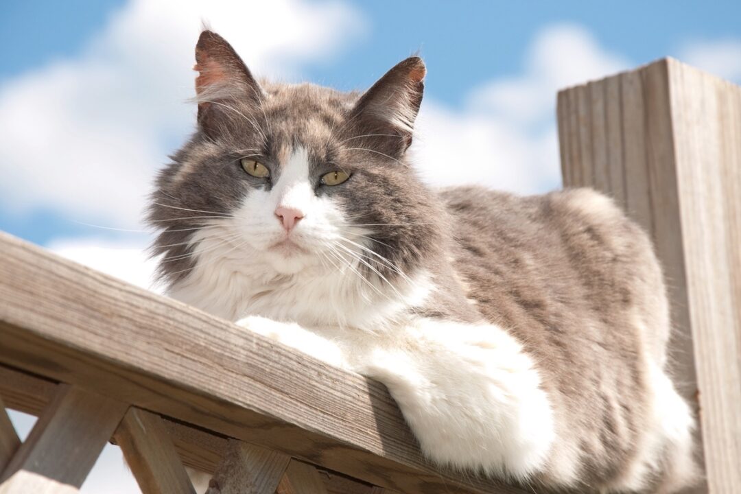 Dilute Calico Cat: What Makes Their Coat Aesthetically Muted?