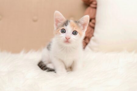 Dilute Calico Cat: What Makes Their Coat Aesthetically Muted?