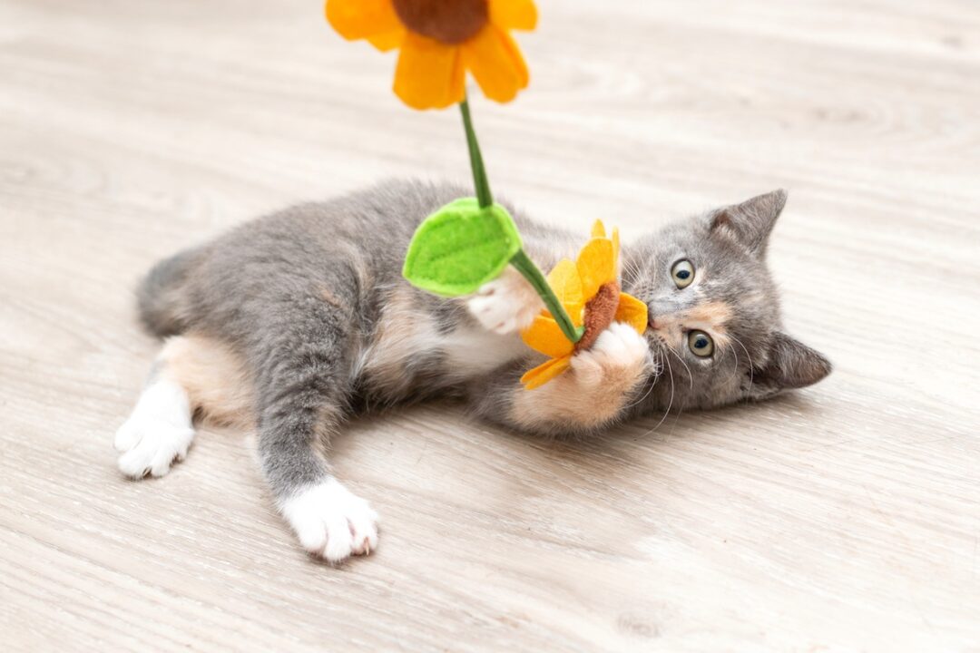 Dilute Calico Cat: What Makes Their Coat Aesthetically Muted?