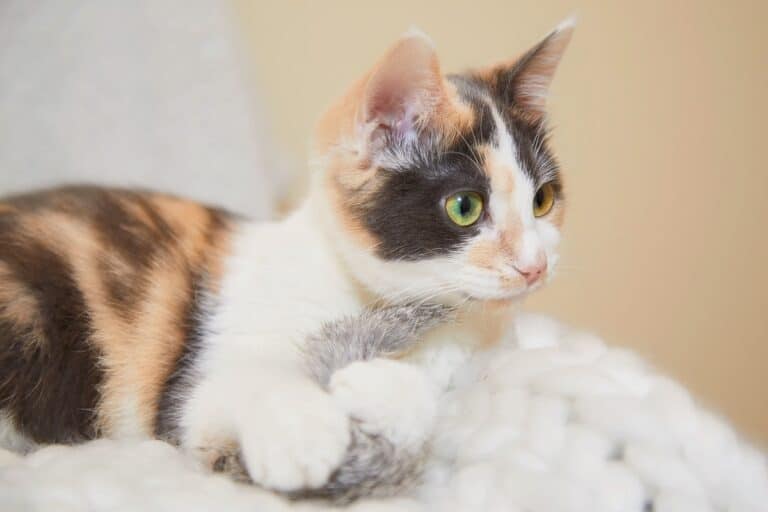 Dilute Calico Cat: What Makes Their Coat Aesthetically Muted?