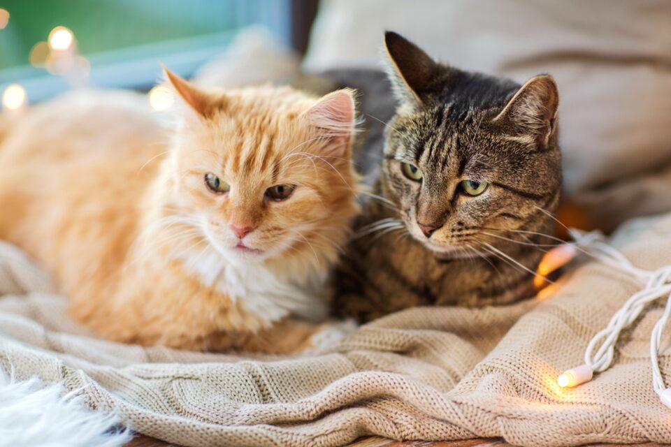 Why Do Cats Loaf? Types, Meanings, and FAQs (With Pictures)