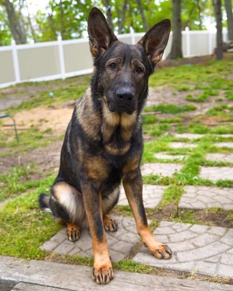 DDR German Shepherd: Everything About the East GSD & FAQs