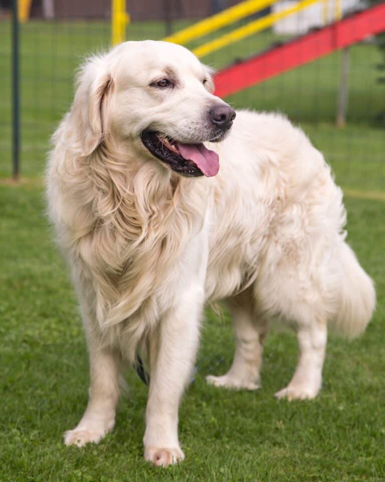 American vs. English Golden Retriever: A Detailed Comparison