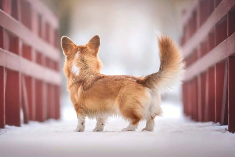 Do Corgis Have Tails? Why Do Some Corgis Have Long Tails?
