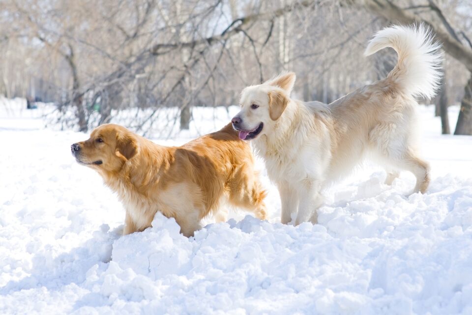 Field Golden Retriever vs. Show Golden Retriever: Which Is Better?