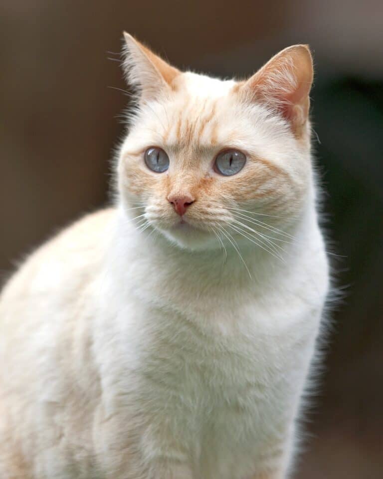 Flame Point Siamese Cat: Info, Facts, Traits, Pictures & FAQs