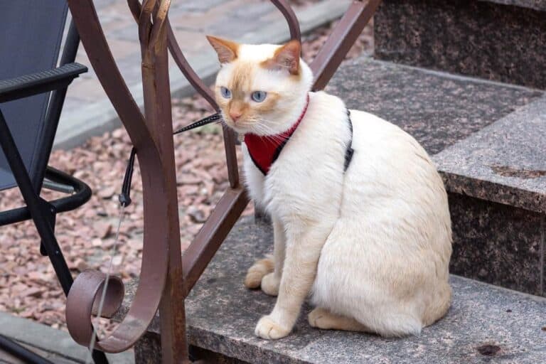 Flame Point Siamese Cat: Info, Facts, Traits, Pictures & FAQs