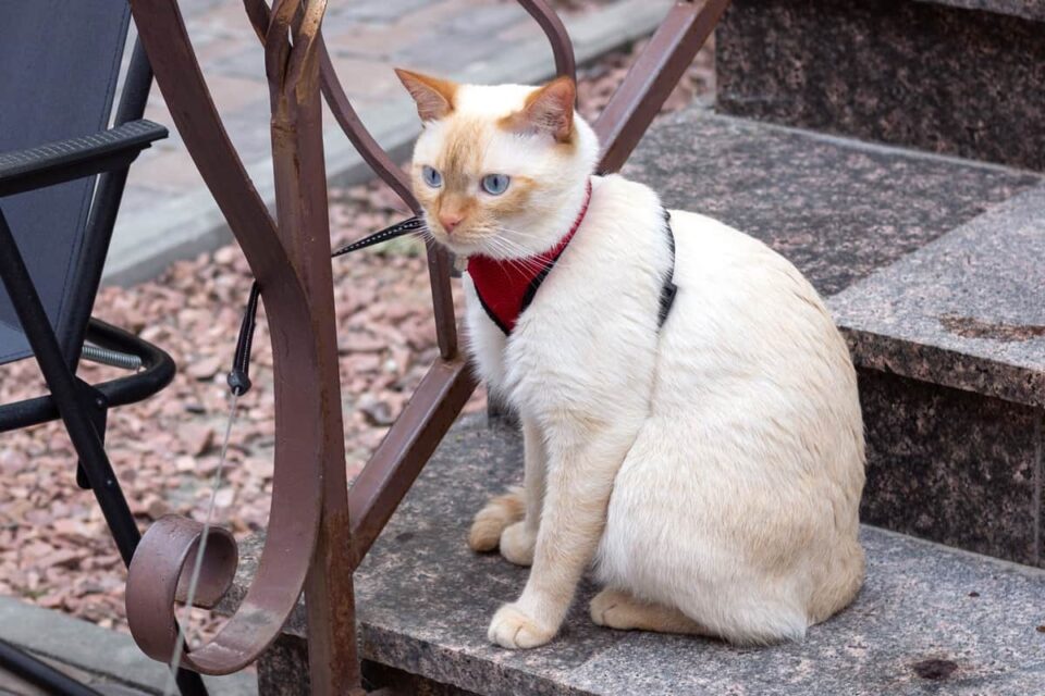 Flame Point Siamese Cat: Info, Facts, Traits, Pictures & FAQs