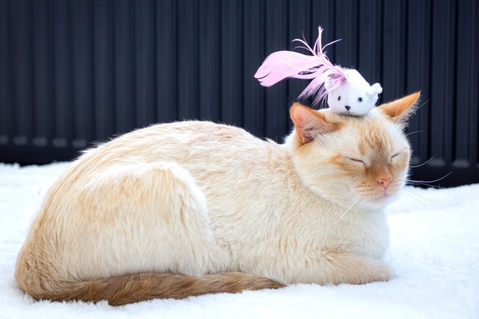 Flame Point Siamese Cat: Info, Facts, Traits, Pictures & FAQs