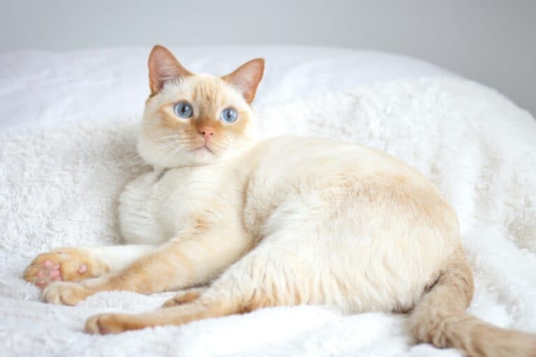 Flame Point Siamese Cat: Info, Facts, Traits, Pictures & FAQs