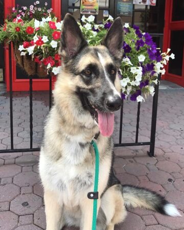 Coyote Shepherd (German Shepherd & Coyote Mix) Info, Facts, Pictures ...