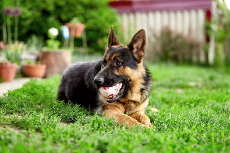 How Much Does a German Shepherd Cost? (2026 Price Guide)