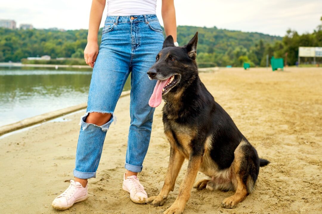 How Much Does a German Shepherd Cost? (2026 Price Guide)