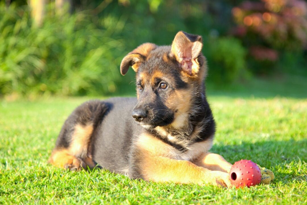 How Much Does a German Shepherd Cost? (2026 Price Guide)
