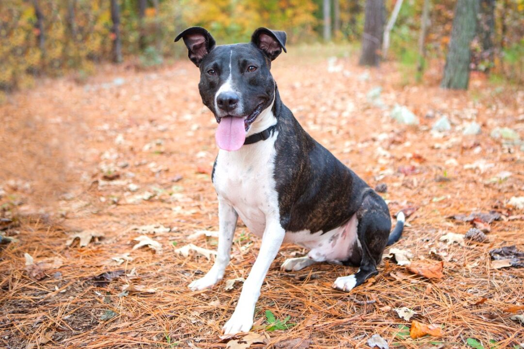 Pointer Pit (Pointer & Pitbull Mix) Info, Facts, Pictures, FAQs & More