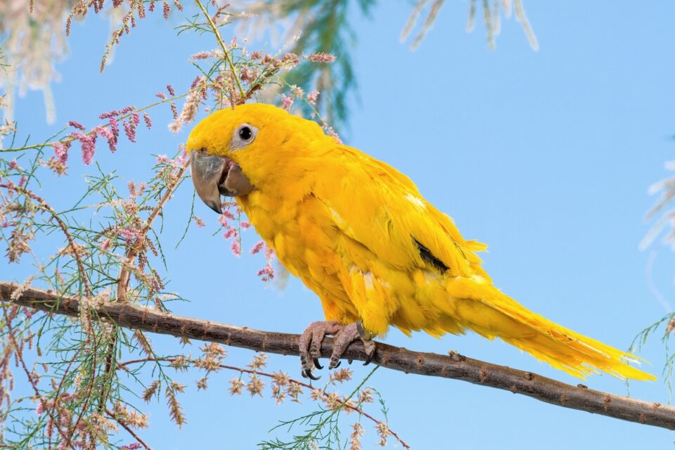 Parakeet Lifespan: How Long Do Parakeets Live on Average?