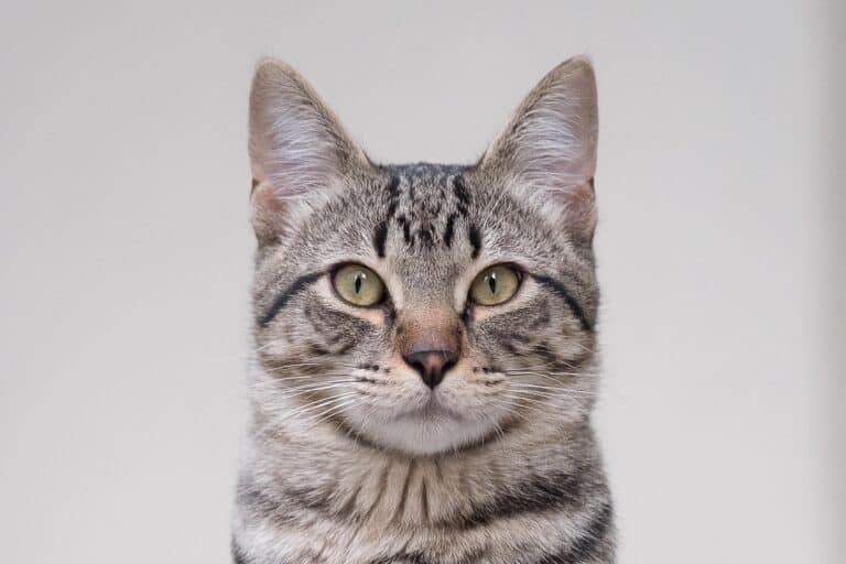 13 Amazing Facts About Grey Tabby Cats (With Pictures & FAQ)