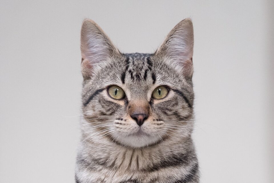 13 Amazing Facts About Grey Tabby Cats (With Pictures & FAQ)