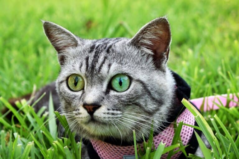 13 Amazing Facts About Grey Tabby Cats (With Pictures & FAQ)