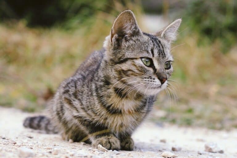 13 Amazing Facts About Grey Tabby Cats (With Pictures & FAQ)