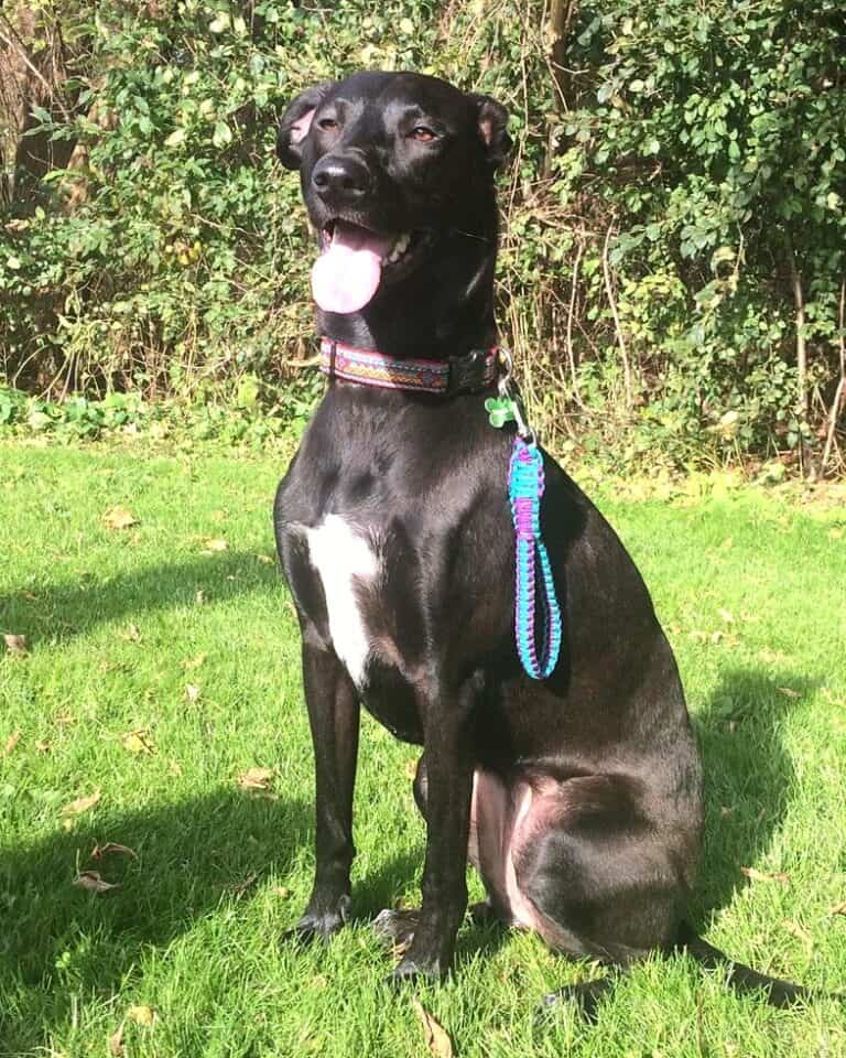 Lab Hound Mix: 8 Common Hound Dog Breeds Mixed With Labs